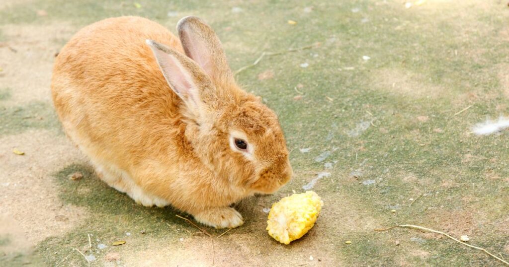5 Tips for Choosing the Best Rabbit Food - Kagoz Blog